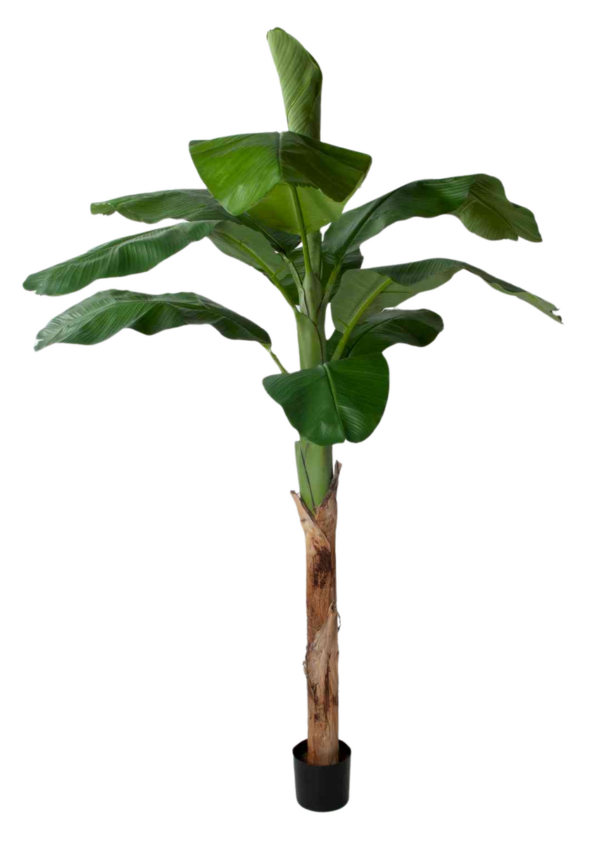 Bananpalm/Bananträd 140cm - 2-pack – Lindqvist Interior | Design